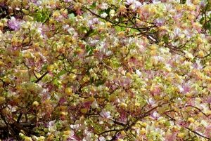 16 Native Trees That Will Give Your Home a Filipino Touch | Lamudi