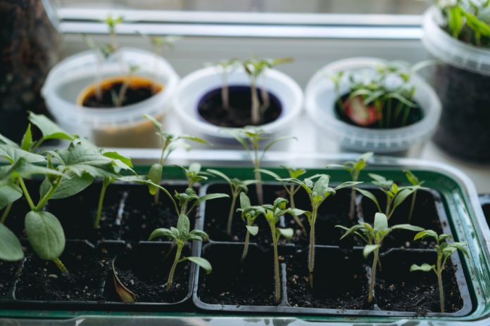 Edible Garden Ideas for Spaces with Little to No Direct Sunlight | Lamudi