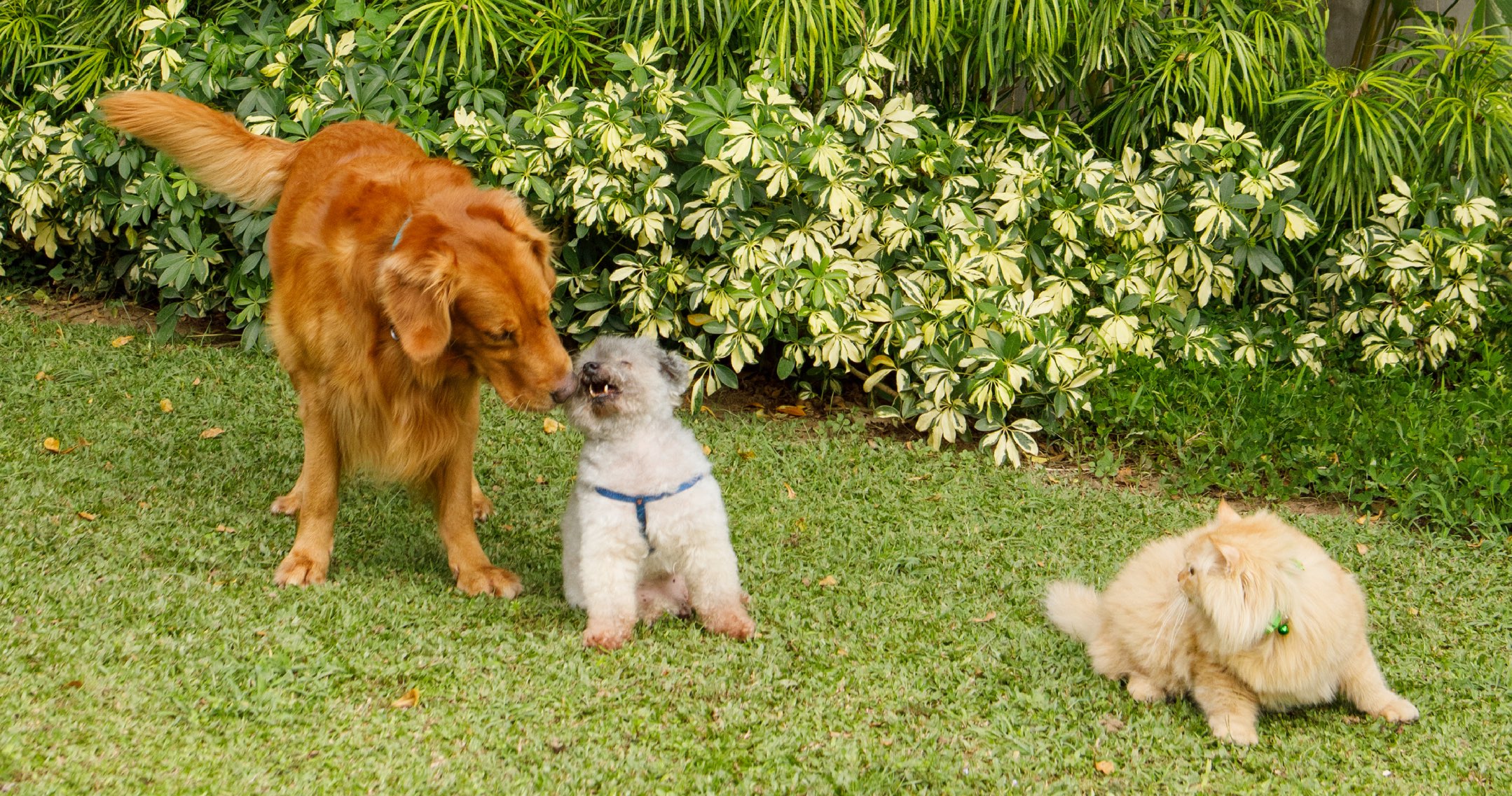 On the Spot: The Best Home for Pet-Loving Homebuyers | Lamudi