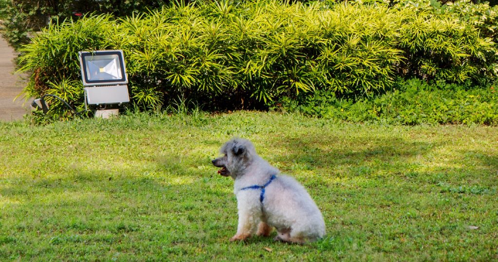 On the Spot: The Best Home for Pet-Loving Homebuyers | Lamudi